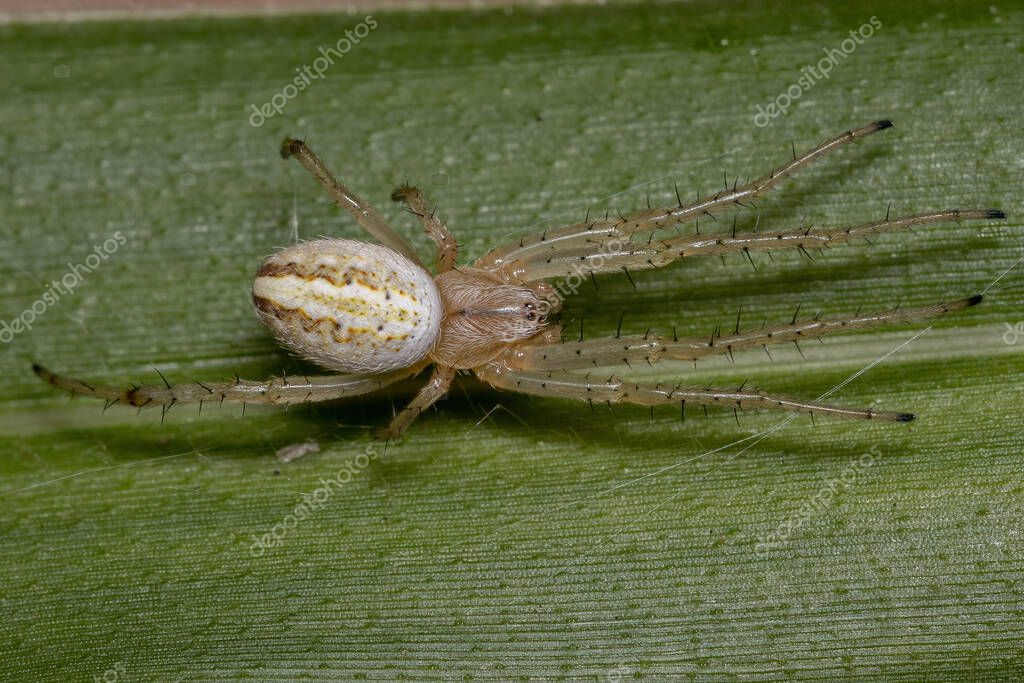 Hierba Neoscona Araña de la especie Neoscona moreli 2023