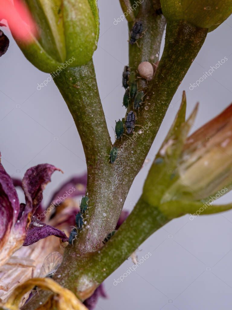 Pequeños áfidos Insectos de la familia Aphididae en la planta Flaming ...