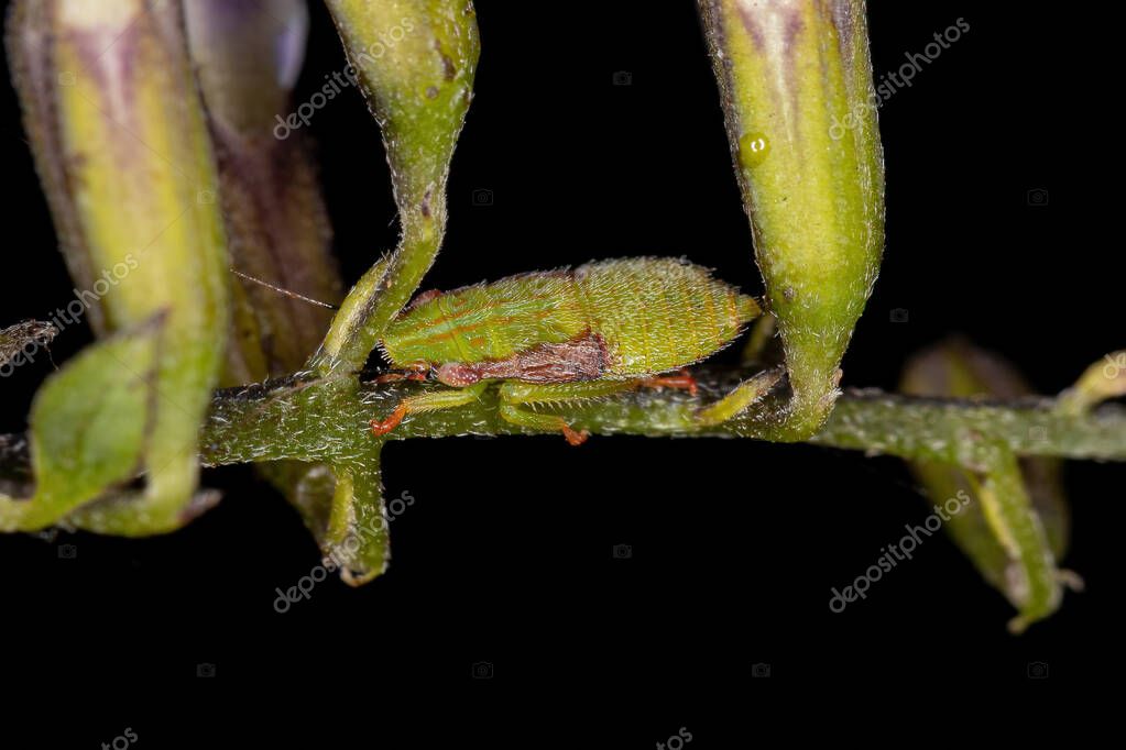 Ninfa típica de la familia Cicadellidae 2023