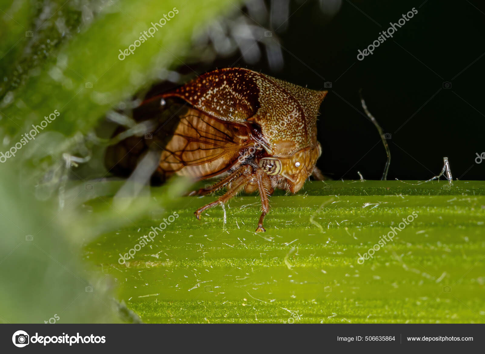 Adult Buffalo Treehopper Tribe Ceresini — Stock Photo © softkrafts.live ...
