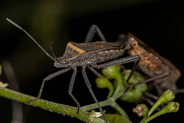 Rhombodera fusca stok fotoğraflar | Rhombodera fusca telifsiz resimler ...