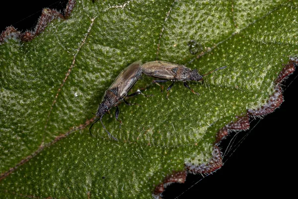 Upupa marginata Stock Photos, Royalty Free Upupa marginata Images ...