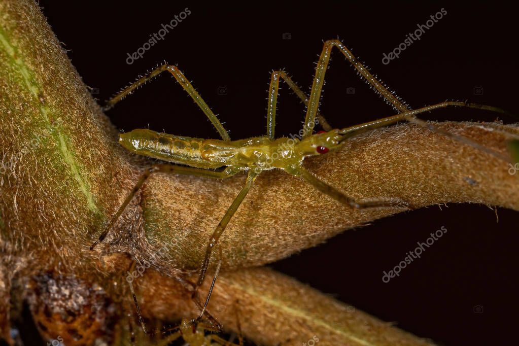 Ninfa de insectos asesinos de la tribu Harpactorini 2023