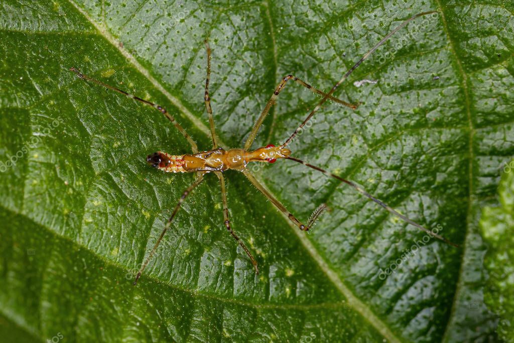 Ninfa de insectos asesinos de la tribu Harpactorini 2024