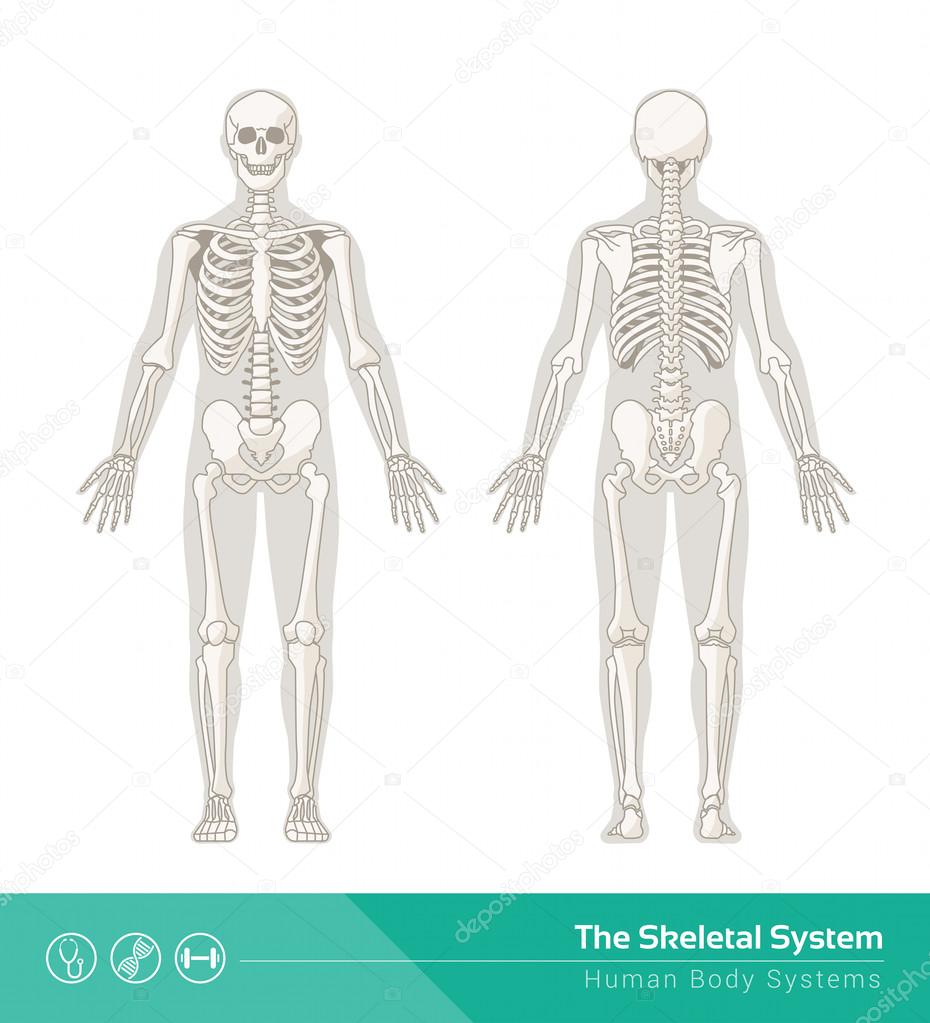 Skeletal System Drawing