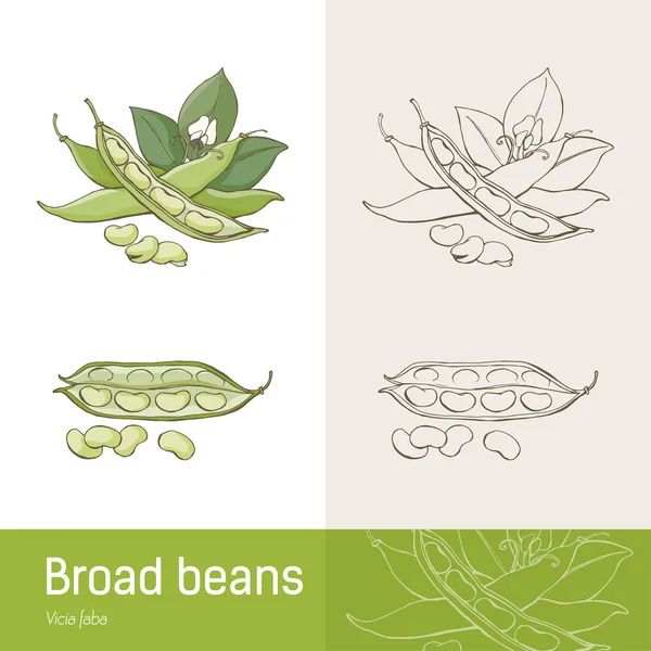 100,000 Fava beans Vector Images | Depositphotos