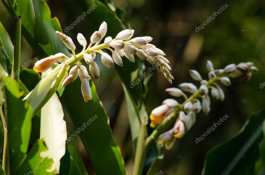 Estas hierbas carecen de verdaderos stems.They crecen de gruesos ...
