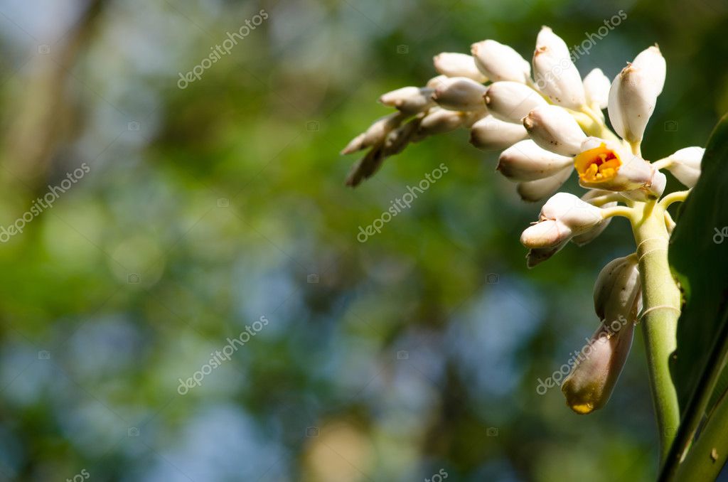 Estas hierbas carecen de verdaderos stems.They crecen de gruesos ...
