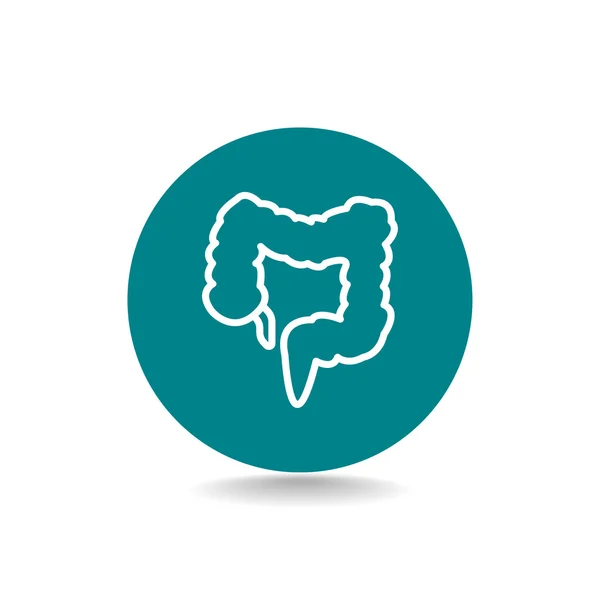 Ileum Vector Art Stock Images | Depositphotos