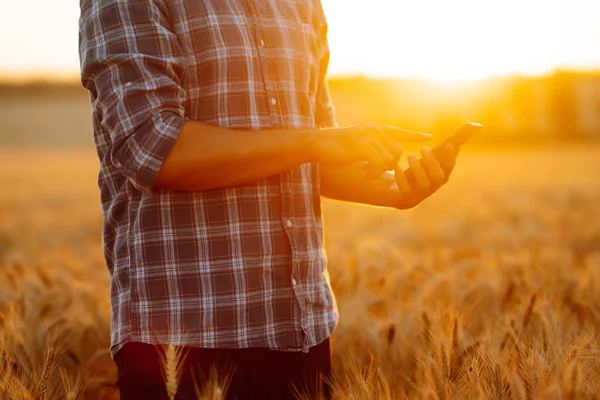 Farmer checking wheat field progress, holding phone and using Internet ...