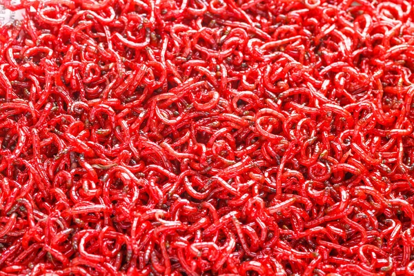ᐈ A bloodworm stock pictures, Royalty Free bloodworm images | download ...