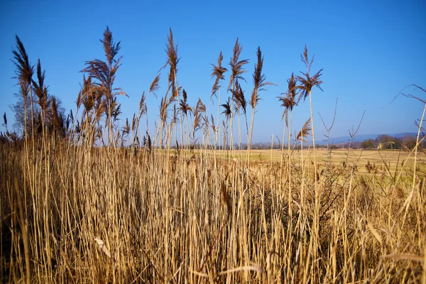 El pampa Stock Photos, Royalty Free El pampa Images | Depositphotos