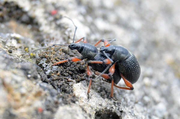 ᐈ Weevils stock images, Royalty Free weevils bugs pictures | download ...