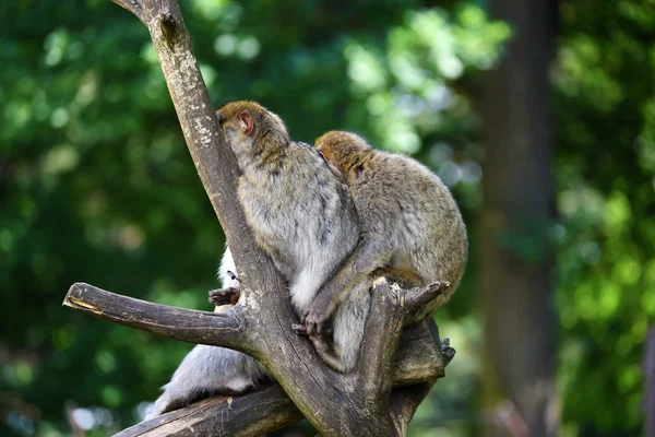 Monkeys mating Stock Photos, Royalty Free Monkeys mating Images ...