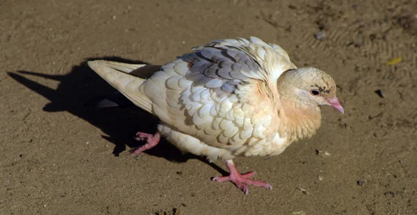 Male lilac turkey Stock Photos, Royalty Free Male lilac turkey Images ...