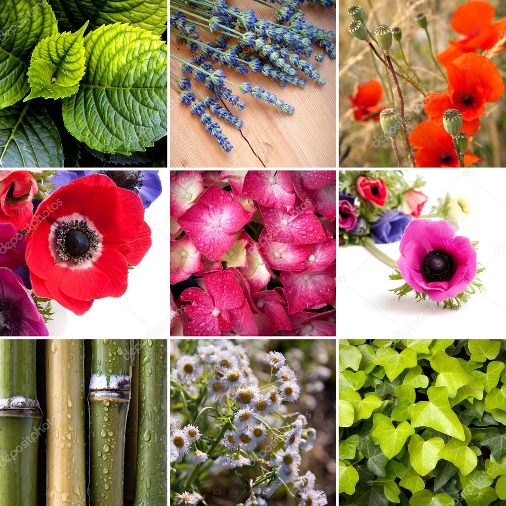 Flowers and plants collage Stock Photo by ©stocco.claudio.libero.it ...