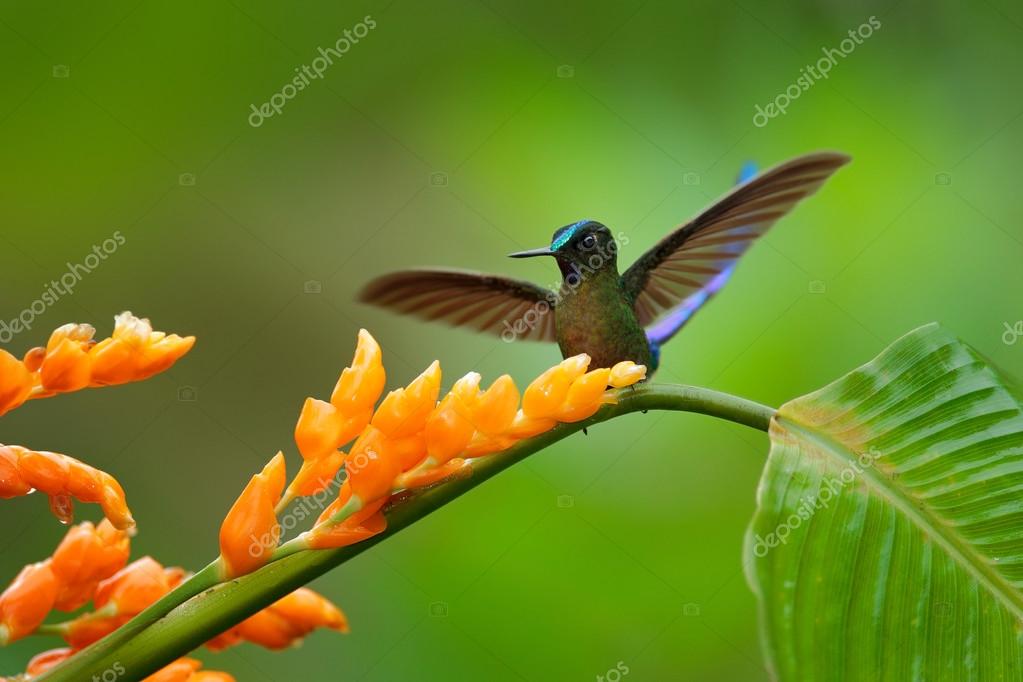 Colibrí de cola larga Sylph: fotografía de stock © OndrejProsicky ...