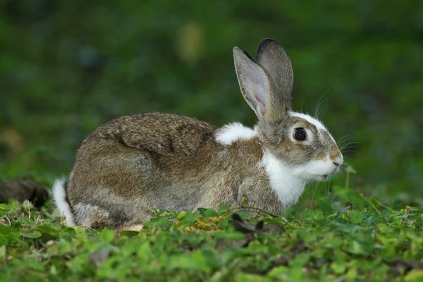 Habitat Stock Photos, Royalty Free Habitat Images | Depositphotos®