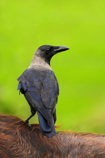 Corvus splenden Stock Photos, Royalty Free Corvus splenden Images ...