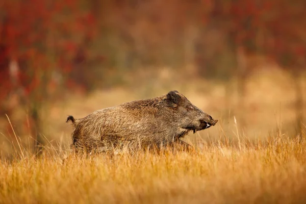 1,191 Wild boar running Stock Photos | Free & Royalty-free Wild boar ...
