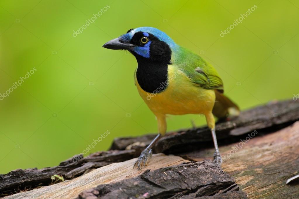 Yellow Jay Bird