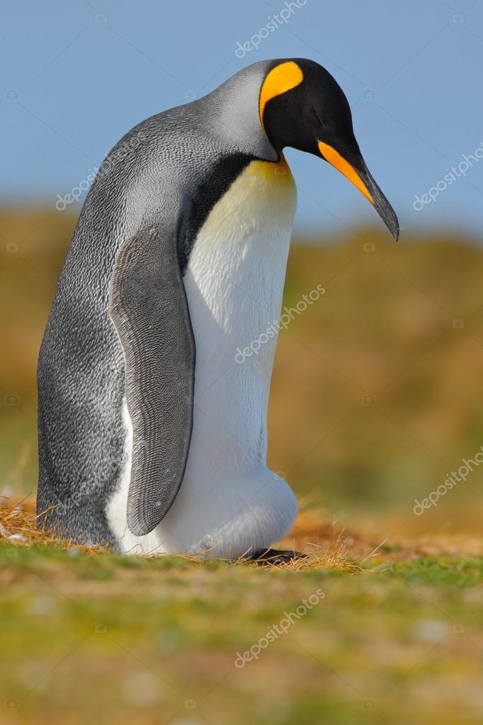 King penguin sitting in grass Stock Photo by ©OndrejProsicky 102966750