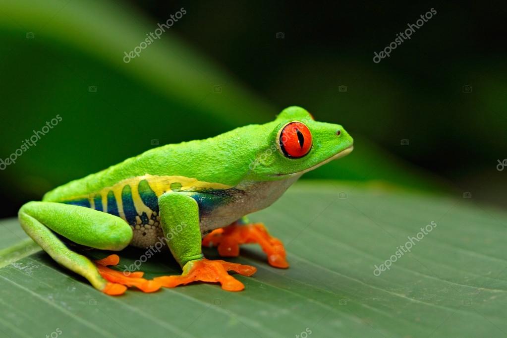 Red-eyed Tree Frog — Stock Photo © OndrejProsicky #102966810