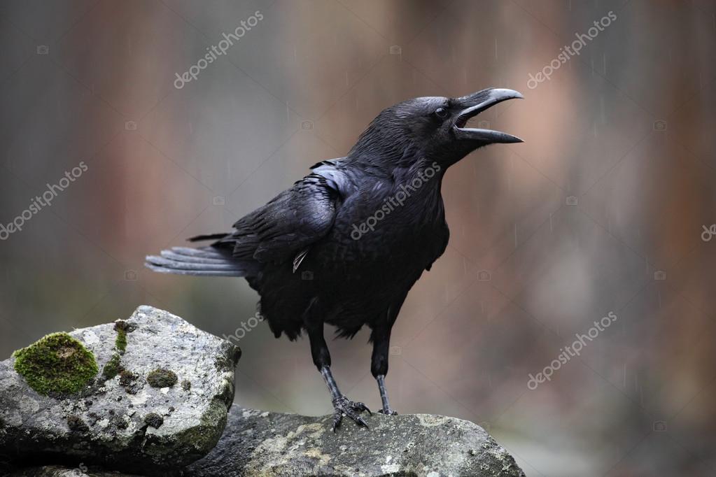 Raven with open beak — Stock Photo © OndrejProsicky #102967238