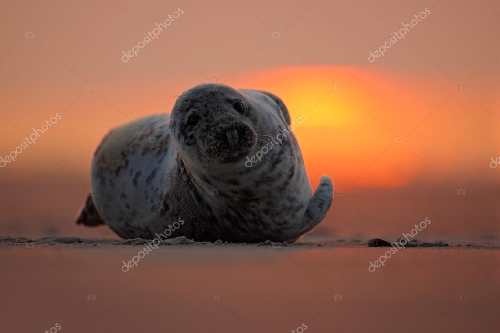 Seal lying at sunset — Stock Photo © OndrejProsicky #102967478