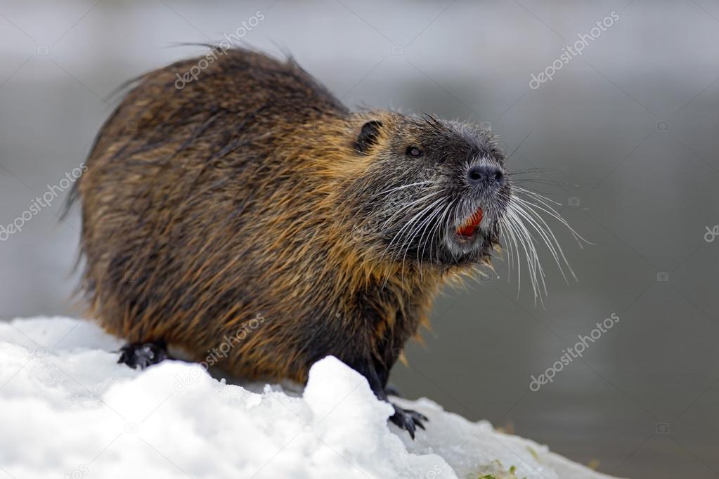 Muskrat Face