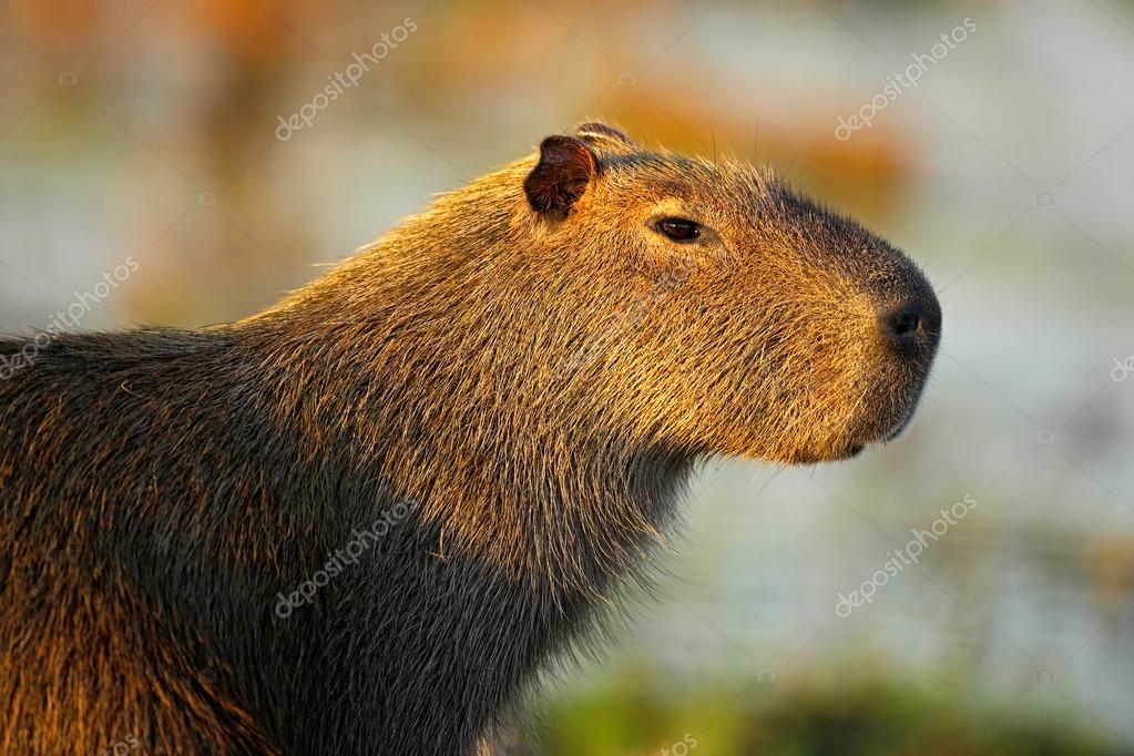 Biggest Mouse In The World