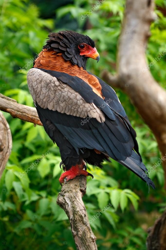 Bateleur Eagle Falconry