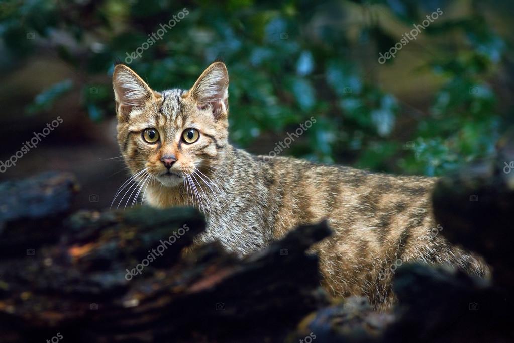 Wild Cat in the nature forest habitat Stock Photo by ©OndrejProsicky ...