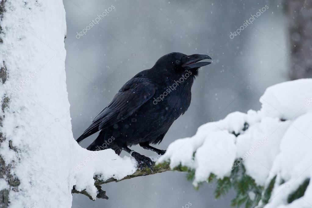 Raven sitting on the snow tree Stock Photo by ©OndrejProsicky 102969158