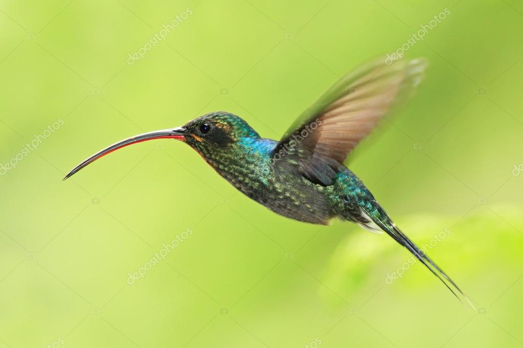 Hummingbird with long beak Stock Photo by ©OndrejProsicky 102969206