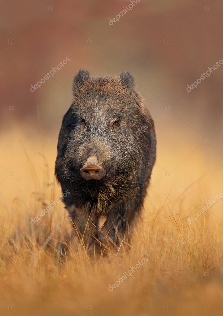 Big Wild boar — Stock Photo © OndrejProsicky #102969844