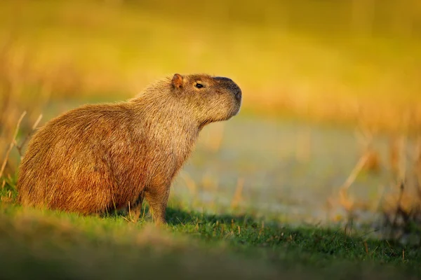 Capybara Stock Photos, Royalty Free Capybara Images | Depositphotos
