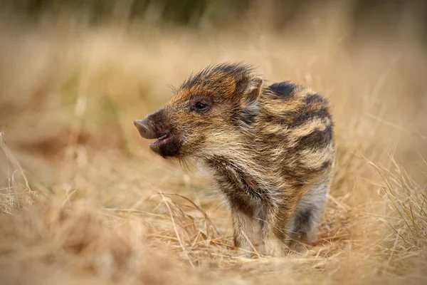 Young wild boar Stock Photos, Royalty Free Young wild boar Images ...