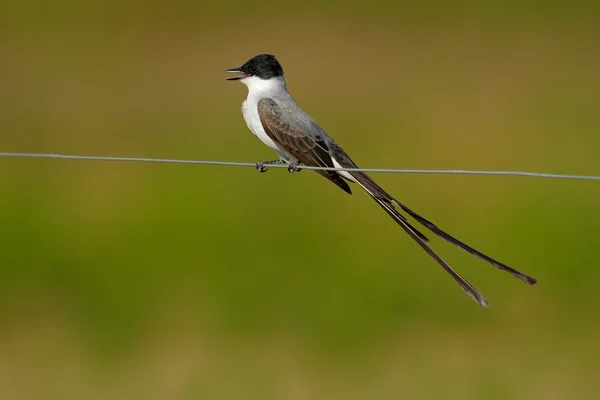 ᐈ Scissor tailed flycatcher stock pictures, Royalty Free flycatcher ...