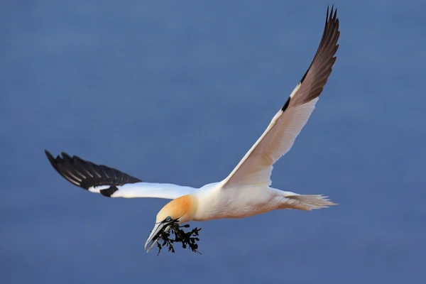 Flying Northern gannet Stock Photo by ©OndrejProsicky 102969142