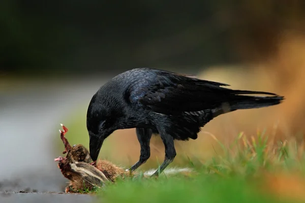 Raven eating Stock Photos, Royalty Free Raven eating Images | Depositphotos