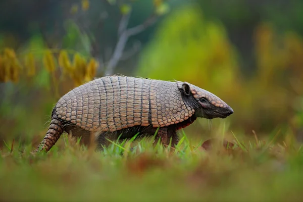 Armadillo Face Close Up
