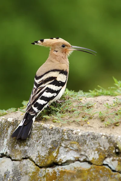 Hoopoe Stock Photos, Royalty Free Hoopoe Images | Depositphotos