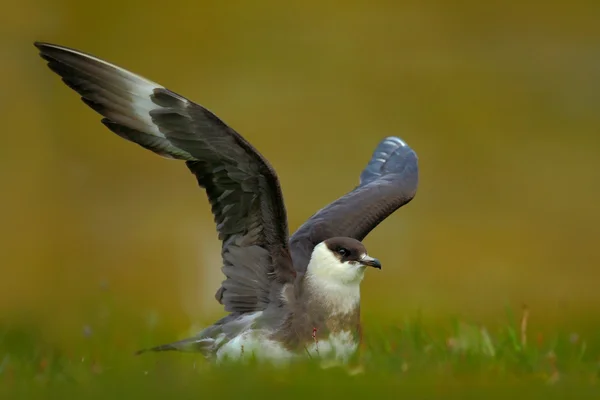 Svalbard bird Stock Photos, Royalty Free Svalbard bird Images ...