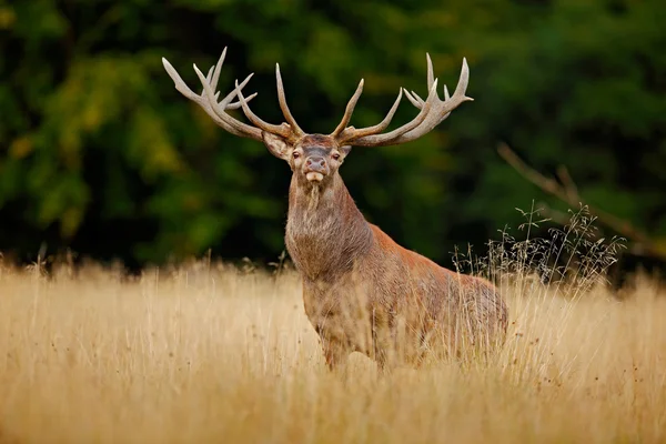 Red deer stag Images, Royalty-free Stock Red deer stag Photos ...