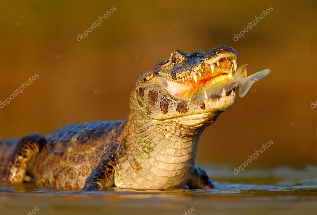 Crocodile with fish in mouth — Stock Photo © OndrejProsicky #102970190