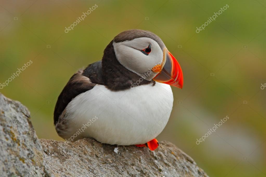 Atlantic Puffin sitting on the rock Stock Photo by ©OndrejProsicky ...