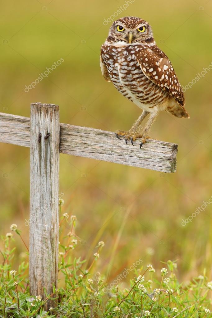Burrowing Owl sitting on wooden cross — Stock Photo © OndrejProsicky ... Burrowing Owl sitting on wooden cross — Stock Photo © OndrejProsicky ...