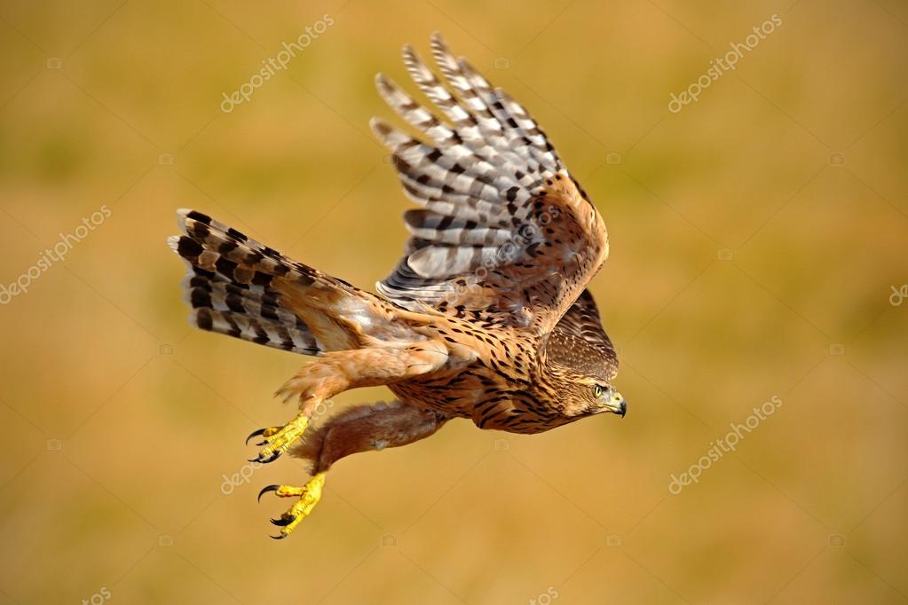 Flying bird of prey Goshawk Stock Photo by ©OndrejProsicky 102970406