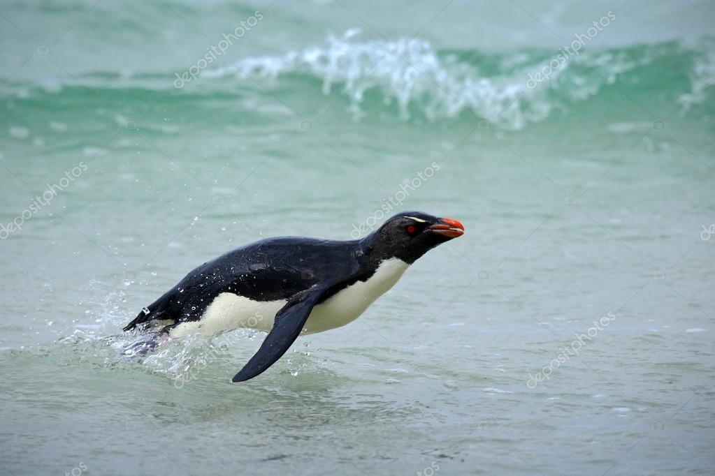 Rockhopper Penguin Jumping